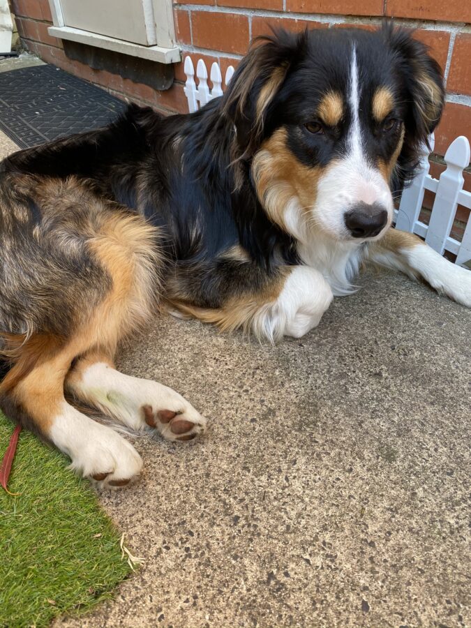 Stud Available Pure Bred Border Collie - K9 Connection
