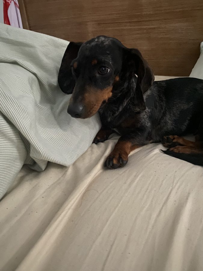 WANTED ~ dashchund stud - K9 Connection