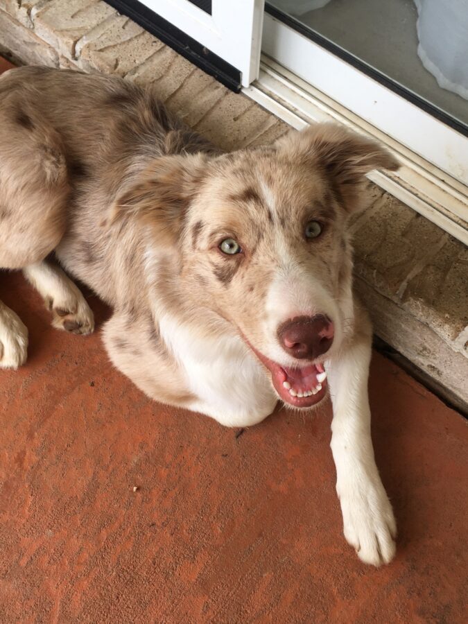 Male Lilac Merle Border Collie for Stud - K9 Connection