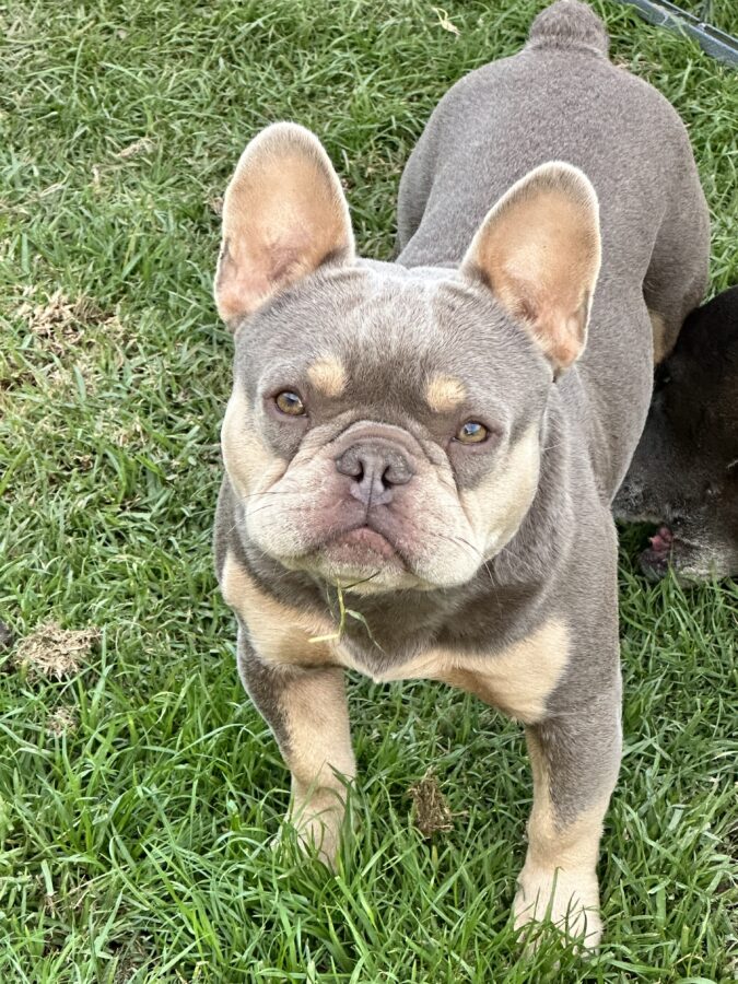 French Bulldog Stud - Mains - Will suit a small breeding program - K9 Connection