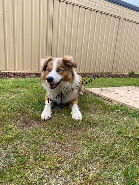 Border Collie Stud - K9 Connection