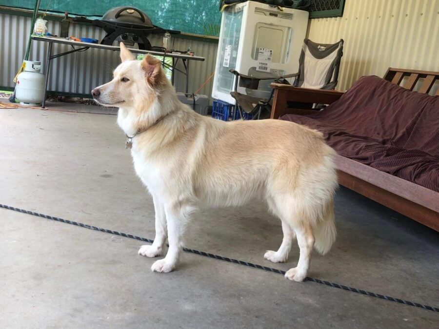 Breeding - K9 Connection