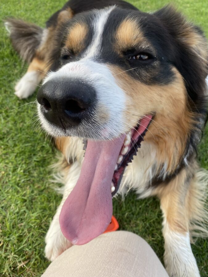 Stud Available Pure Bred Border Collie - K9 Connection