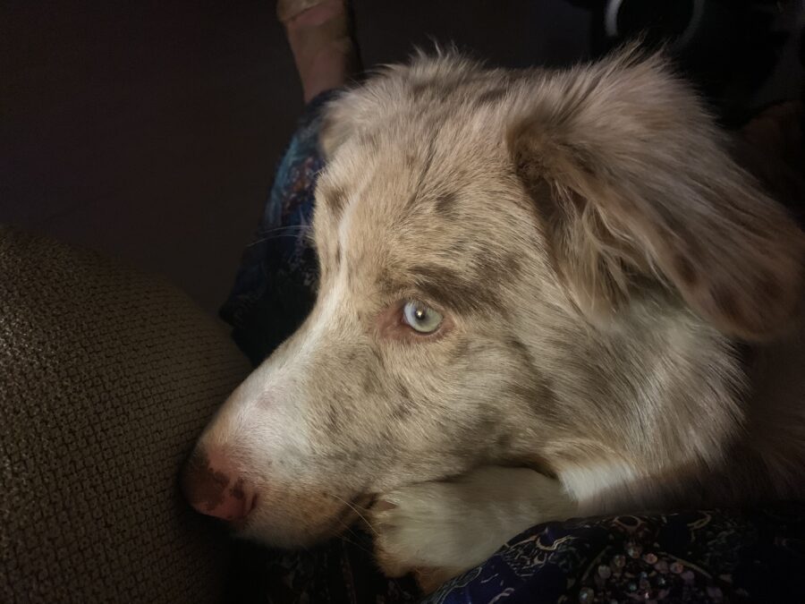 Male Lilac Merle Border Collie for Stud - K9 Connection