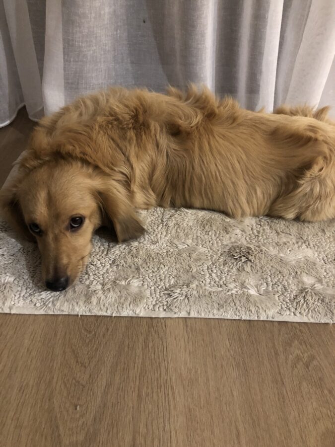 Crumpet | Handsome Stud - K9 Connection