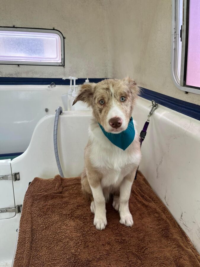 Male Lilac Merle Border Collie for Stud - K9 Connection