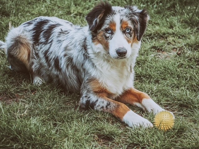 Stud Available Pure Bred Border Collie - K9 Connection