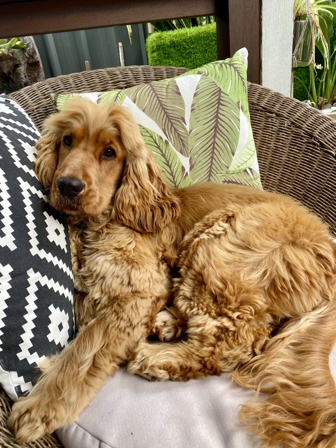 Simba the Cocker Spaniel King - STUD - K9 Connection