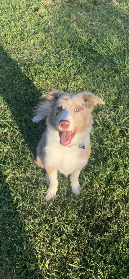 Male Lilac Merle Border Collie for Stud - K9 Connection