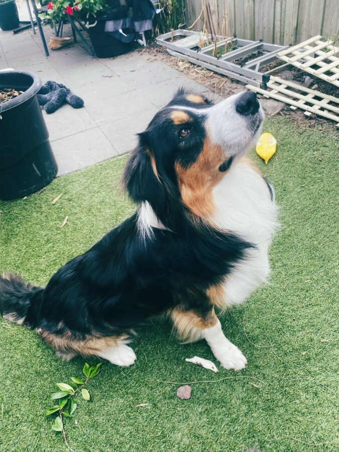 Stud Available Pure Bred Border Collie - K9 Connection