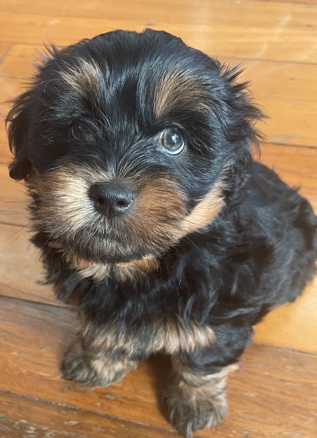 Ross - K9 Connection