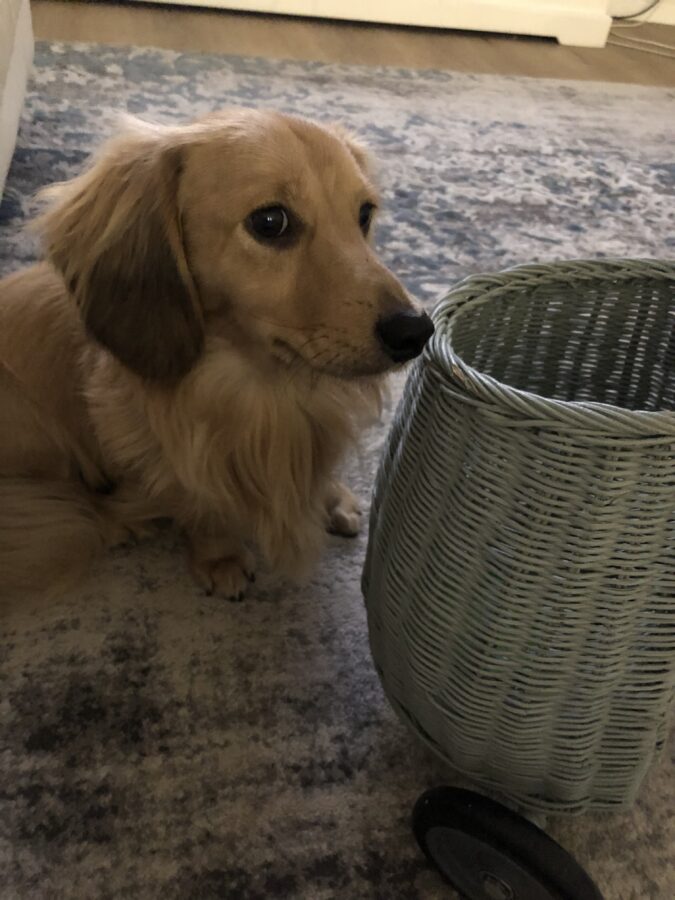 Crumpet | Handsome Stud - K9 Connection