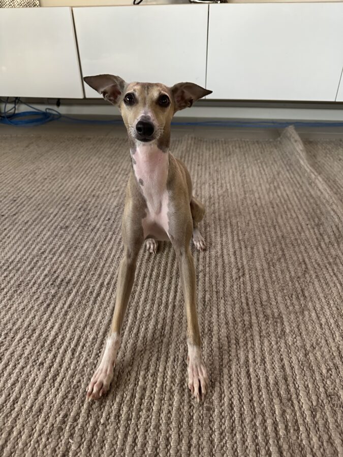Italian Greyhound Stud Service - K9 Connection