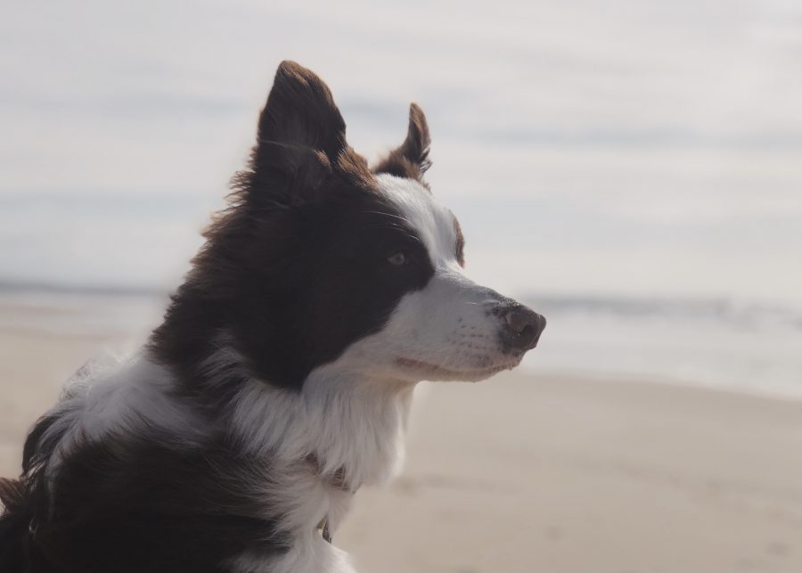 Border Collie stud service. - K9 Connection