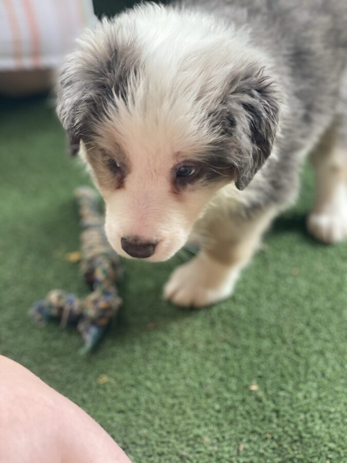 Stud Available Pure Bred Border Collie - K9 Connection