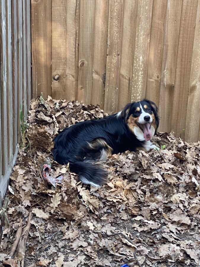 Stud Available Pure Bred Border Collie - K9 Connection