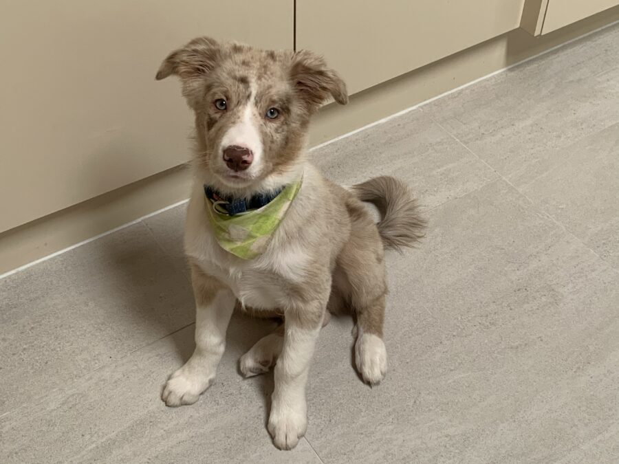 Male Lilac Merle Border Collie for Stud - K9 Connection