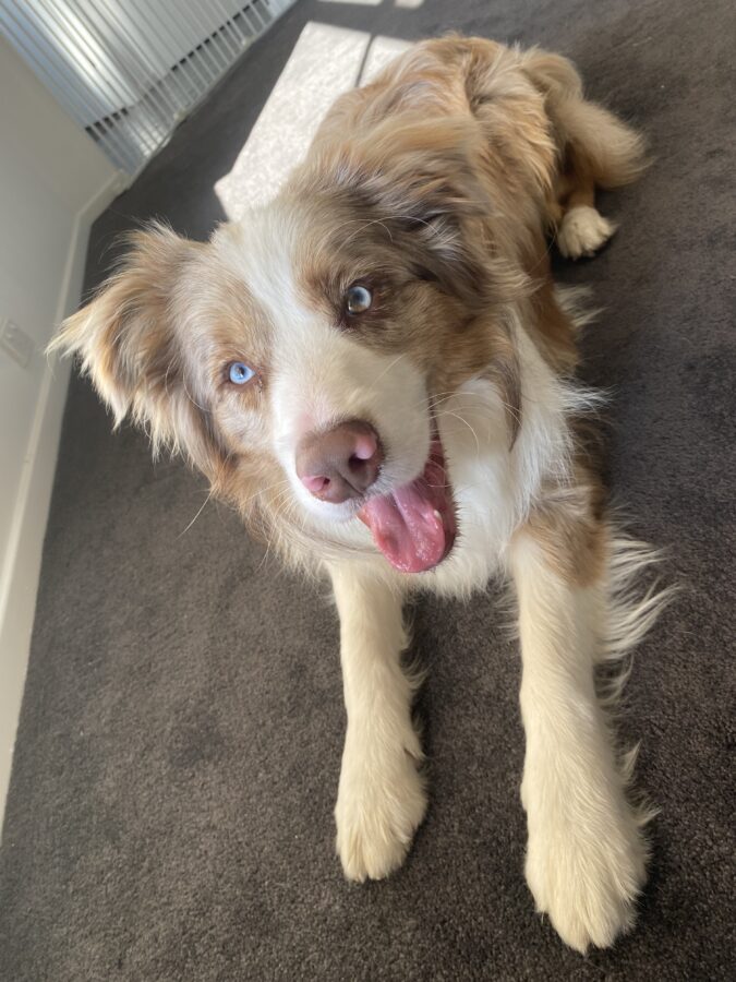 Purebred Border Collie stud - K9 Connection