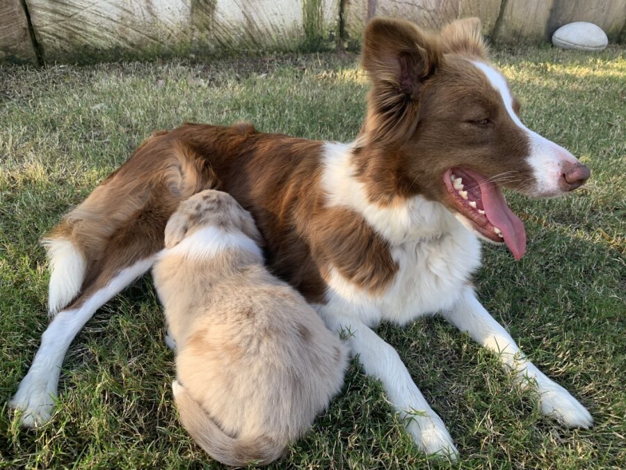 Male Lilac Merle Border Collie for Stud - K9 Connection