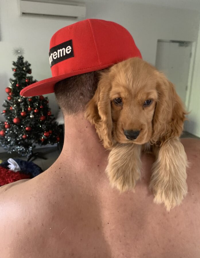 English cocker spaniel male for breeding - K9 Connection