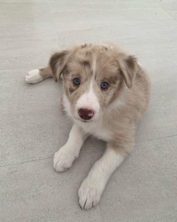 Male Lilac Merle Border Collie for Stud - K9 Connection
