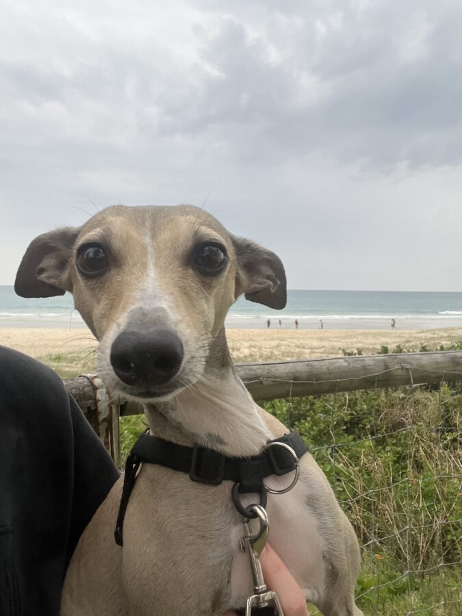 Italian Greyhound Stud Service - K9 Connection