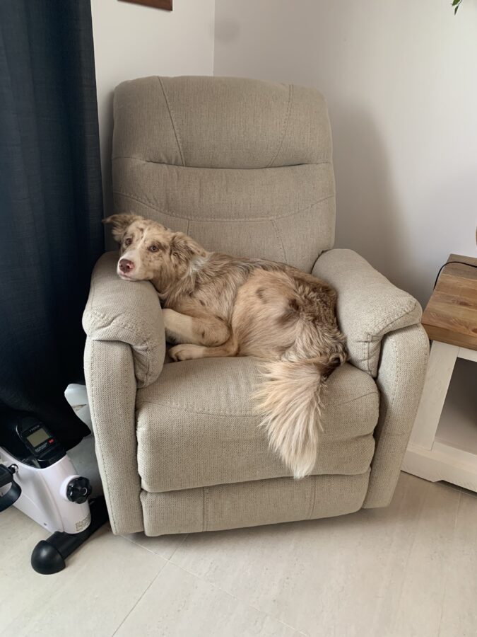 Male Lilac Merle Border Collie for Stud - K9 Connection