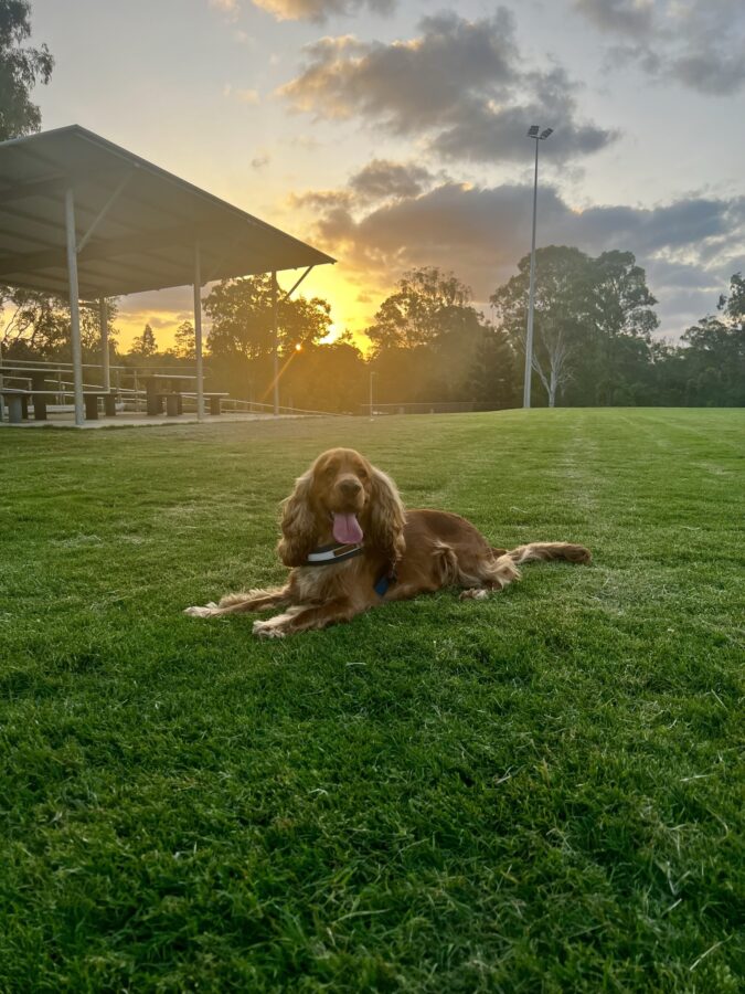 English cocker spaniel male for breeding - K9 Connection
