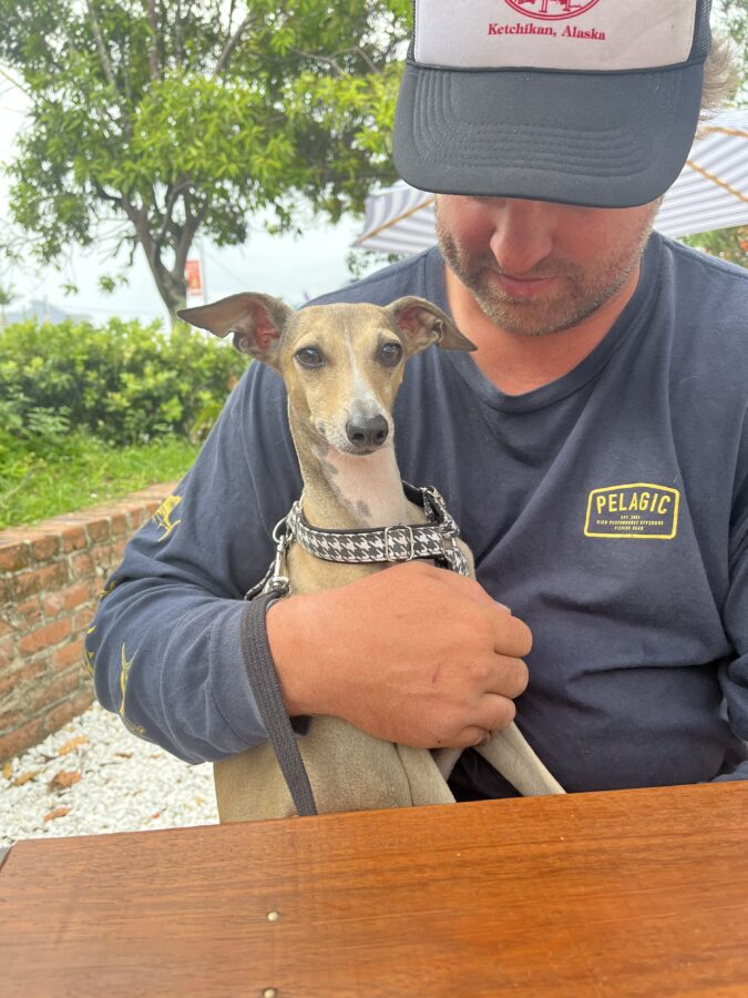 Italian Greyhound Stud Service - K9 Connection