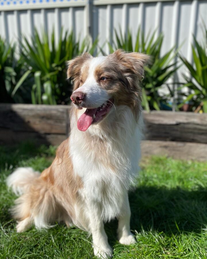 Purebred Border Collie stud - K9 Connection