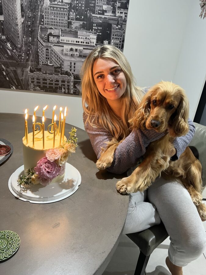 English cocker spaniel male for breeding - K9 Connection