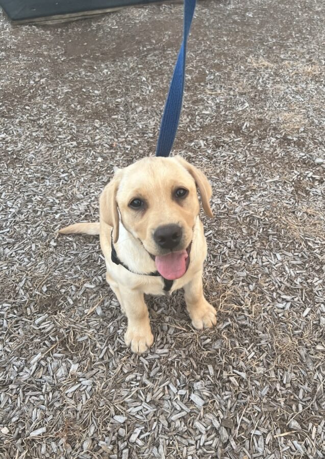 Handsome Stud - K9 Connection
