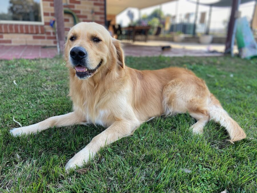 Golden Retriever Stud - K9 Connection