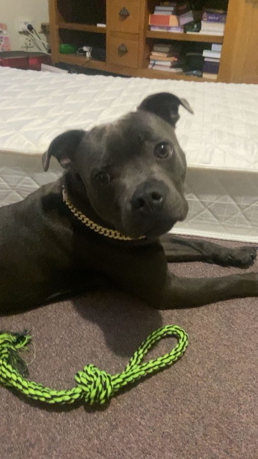 Lizzy - K9 Connection