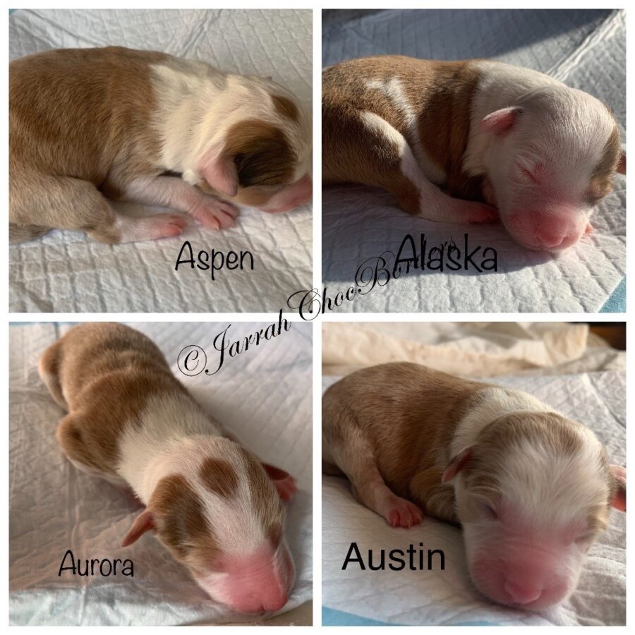 Border Collie Stud - K9 Connection