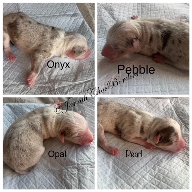 Border Collie Stud - K9 Connection