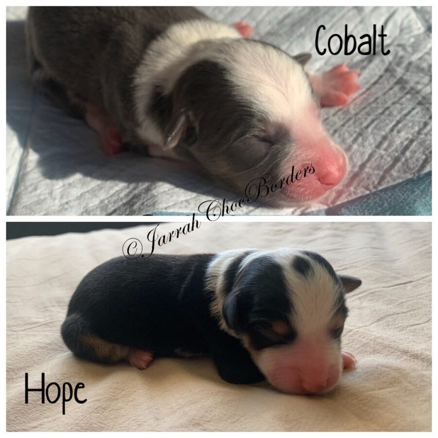 Border Collie Stud - K9 Connection