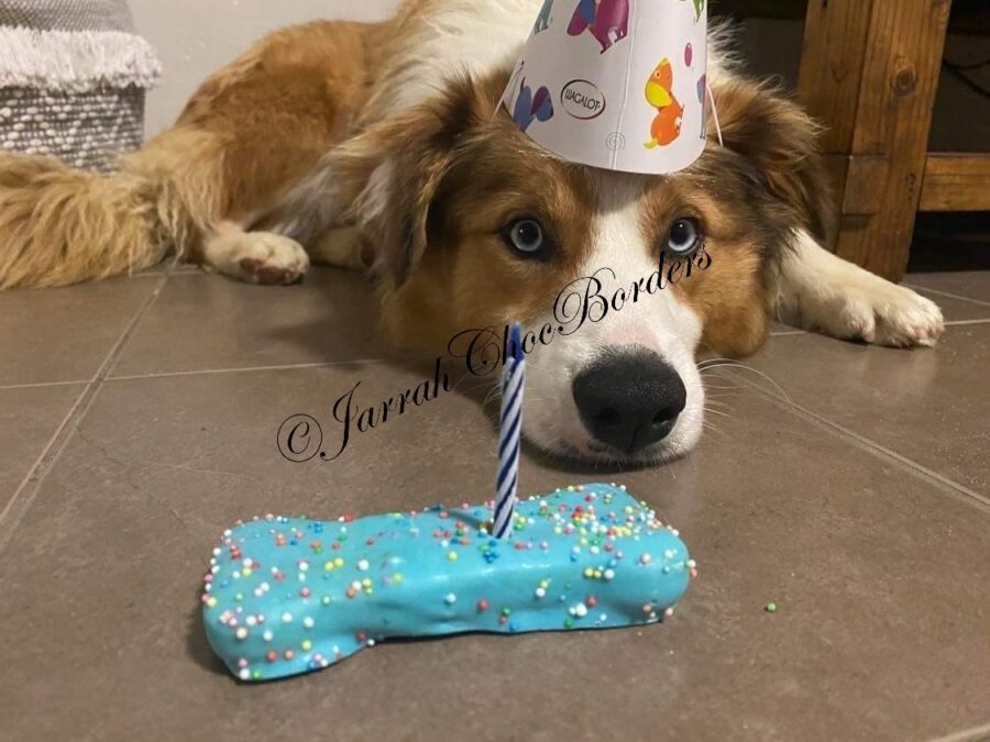 Border Collie Stud - K9 Connection