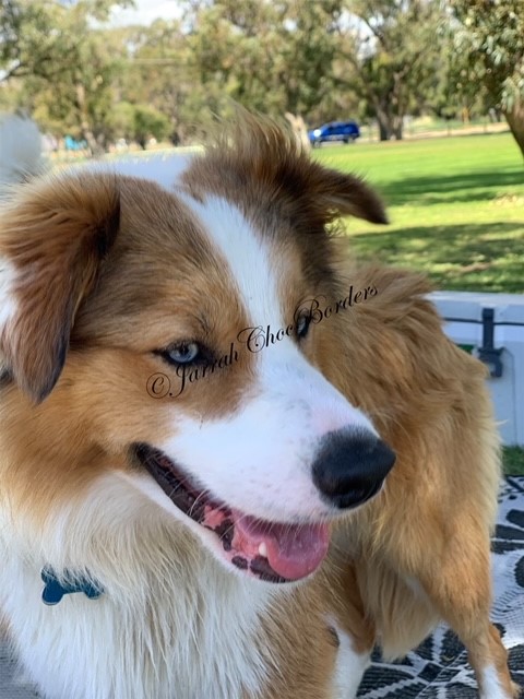 Border Collie Stud - K9 Connection
