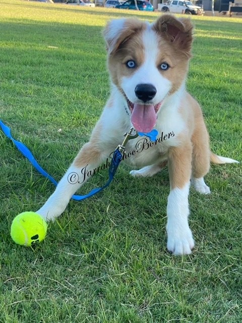 Border Collie Stud - K9 Connection