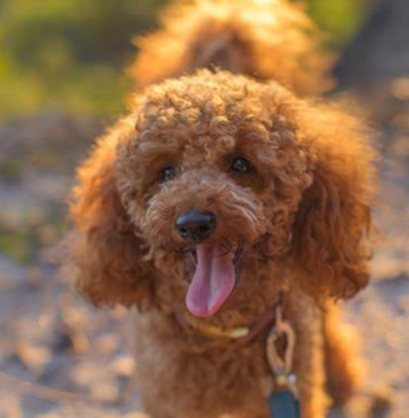 Red Toy Poodle Stud - K9 Connection